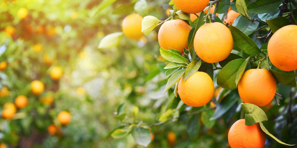 Fresh Oranges 5kg - Lalela Farm